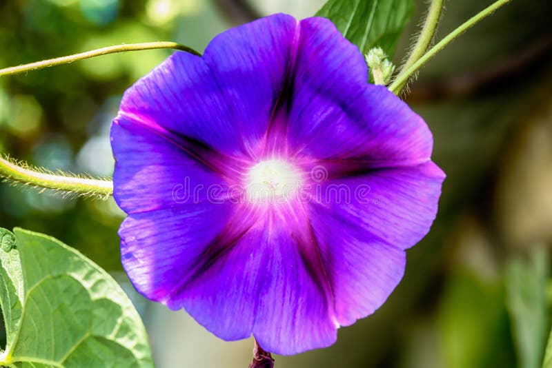 Trepadeira Roxa Fotos De Stock - Baixe 119 Fotos Royalty Free