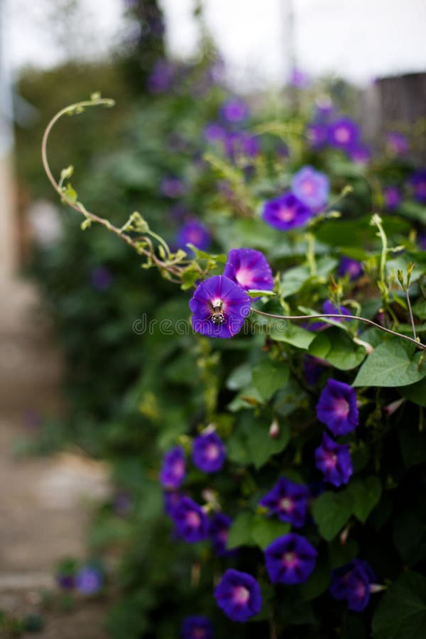 Trepadeira roxa foto de stock. Imagem de elegância, trepadeira - 78149128