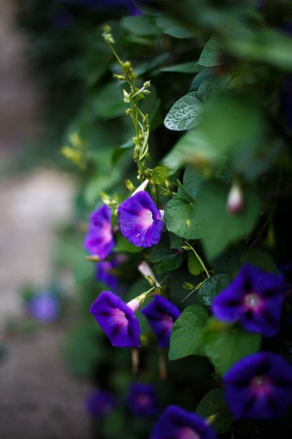 Trepadeira Roxa No Canteiro De Flores Colorido, Coluna Na Frente Das ...