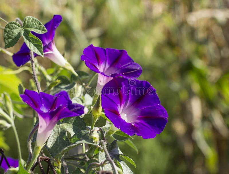 Trepadeira roxa da flor foto de stock. Imagem de folhagem - 46437738