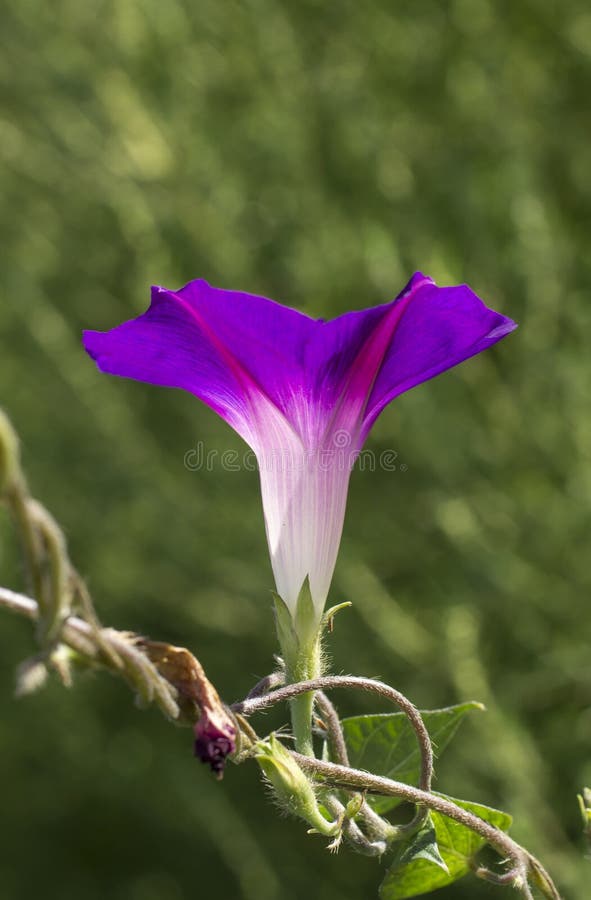 Trepadeira roxa da flor foto de stock. Imagem de invulgarmente - 46437746