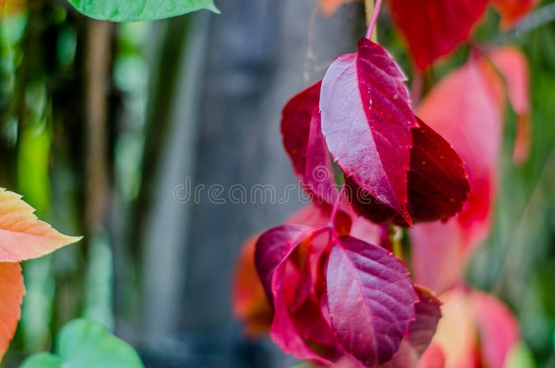 A Trepadeira Roxa Sae Do Close Up Fundo Do Outono Foto de Stock ...