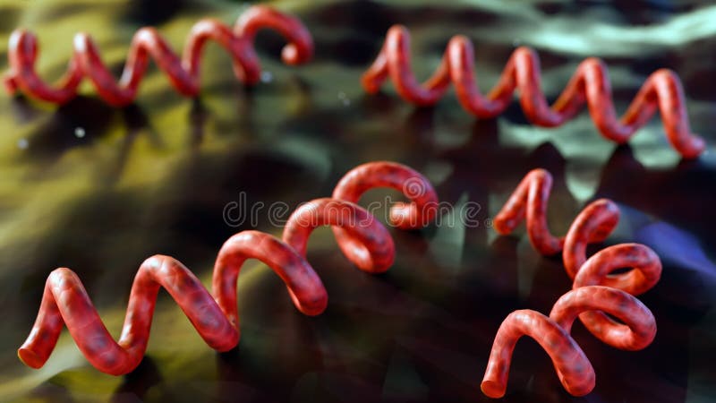 Treponema Pallidum, the Bacteria that Cause Syphilis Stock Illustration ...
