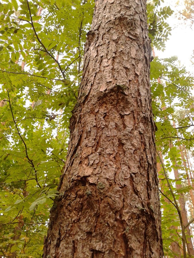 Tree stem stock image. Image of closeup, tree, bark, stem - 43174213