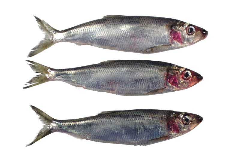 Tres arenques frescos foto de archivo. Imagen de bocado - 19070124