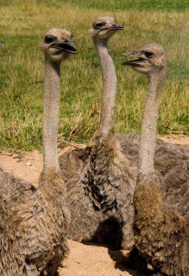 Manada De Avestruces Africanas Imagen de archivo - Imagen de botswana ...