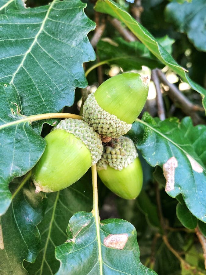 Tres Bellotas Del Roble Con Las Hojas Aisladas En El Fondo Blanco Foto ...