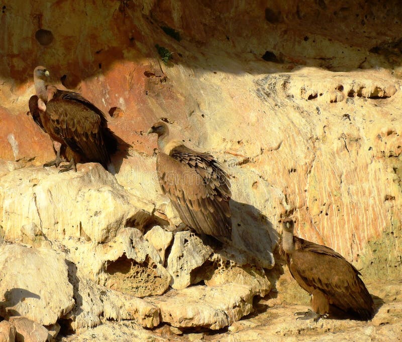 Tres Buitres Volando En Cielo Azul Foto de archivo - Imagen de silueta ...