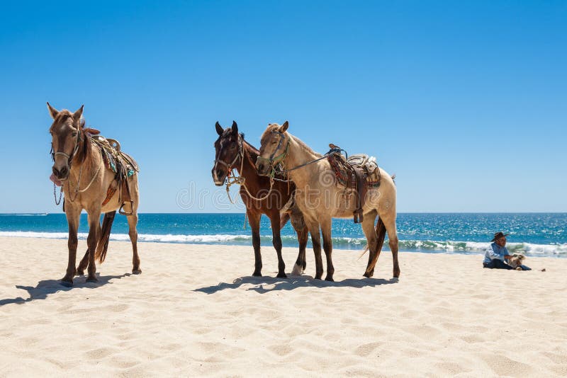 Tres caballos en la playa imagen de archivo. Imagen de tres - 62744599