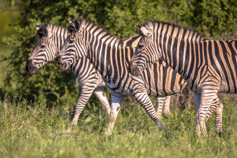 Tres Common Zebra Grooming En Colores Vivos Foto de archivo - Imagen de ...