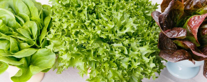 Tres clases de lechuga foto de archivo. Imagen de lechuga - 111910212