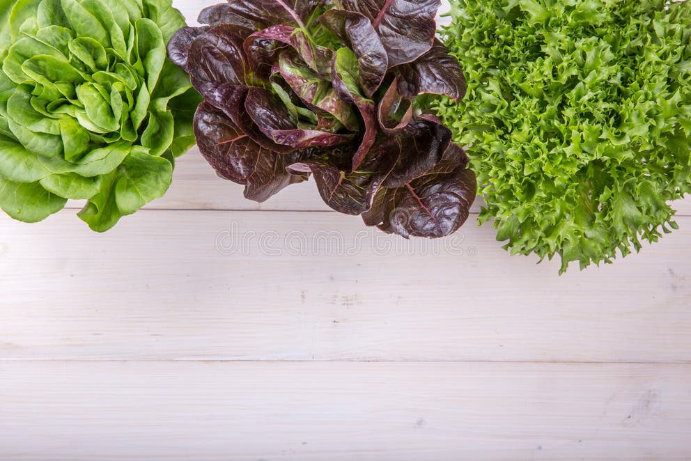 Tres clases de lechuga foto de archivo. Imagen de comer - 95163080