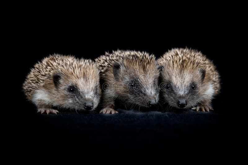 Tres erizos del bebé foto de archivo. Imagen de frontal - 51839886