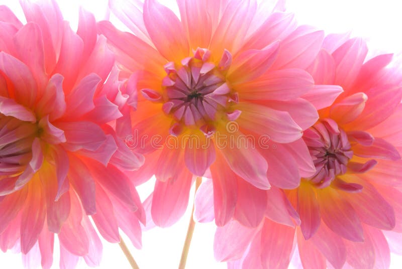 Tres flores imagen de archivo. Imagen de brillante, cubo - 6008605