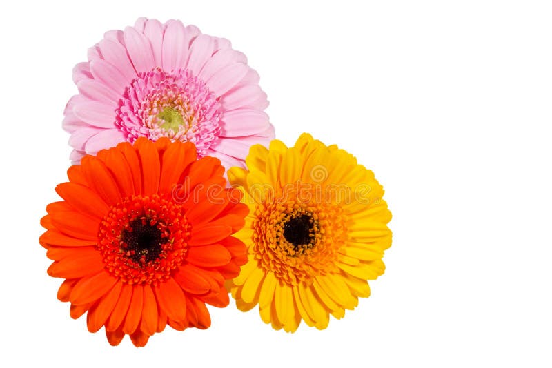 Tres Flores Del Gerbera En Botella Verde Foto de archivo - Imagen de ...