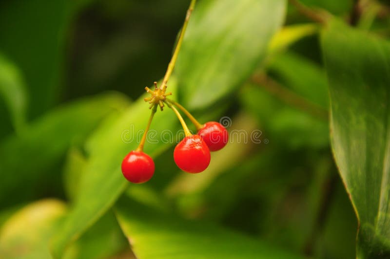Tres frutas rojas foto de archivo. Imagen de fondo, frutas - 42362582
