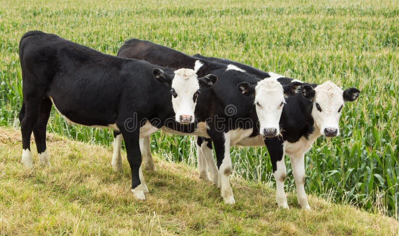 Tres Ganado Blanco De Las Cabezas Imagen de archivo - Imagen de hierba ...