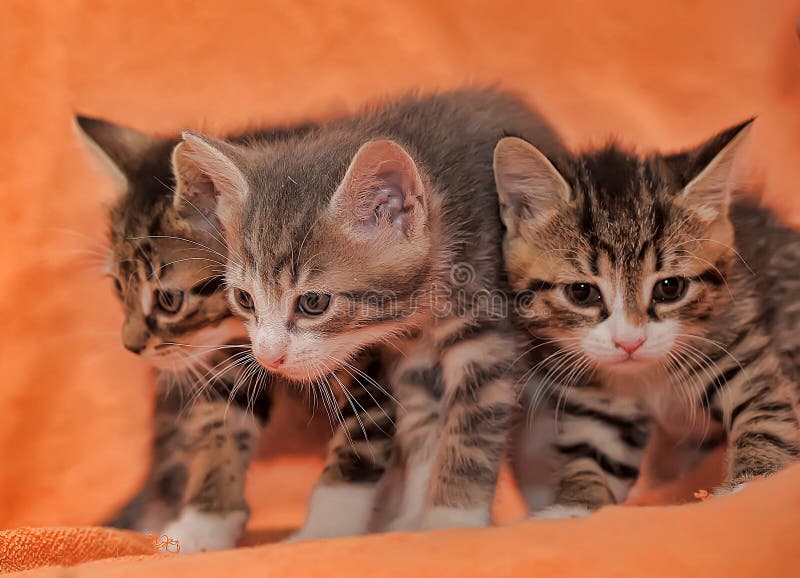 Tres gatitos rayados foto de archivo. Imagen de tres - 41018082
