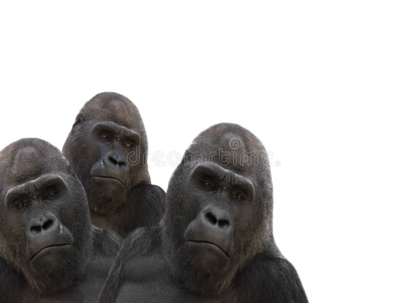 Tres gorilas imagen de archivo. Imagen de mono, uganda - 19201451