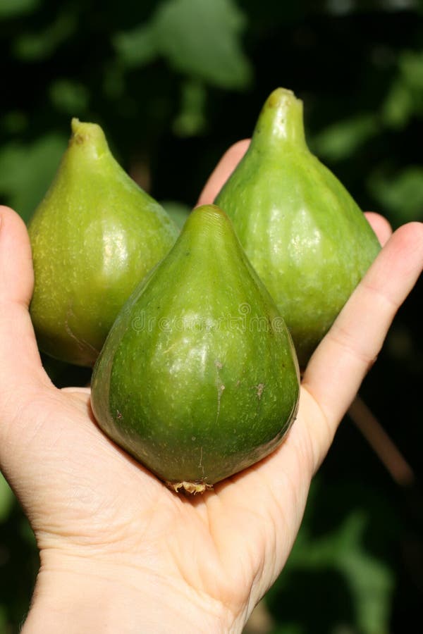 Tres Higos Verdes Disponibles Foto de archivo - Imagen de alimento ...