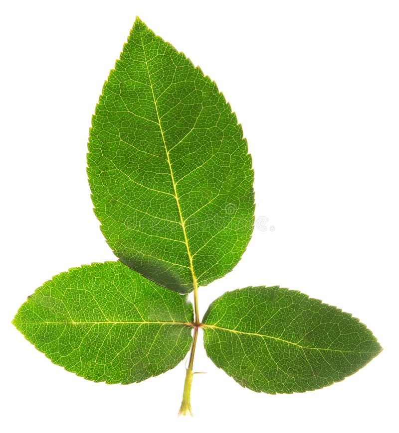 Tres Hojas De Una Rosa Aislada En Blanco Imagen de archivo - Imagen de ...