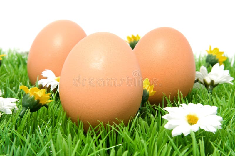 Tres huevos del pollo imagen de archivo. Imagen de pollo - 8081291