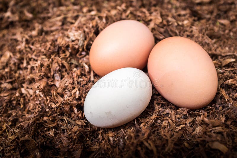 Tres Huevos Frescos Horizontales Foto de archivo - Imagen de horizontal ...