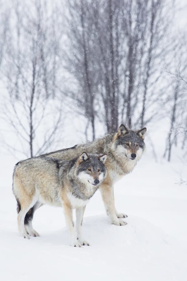 Tres lobos en la nieve foto de archivo. Imagen de mirando - 39182324