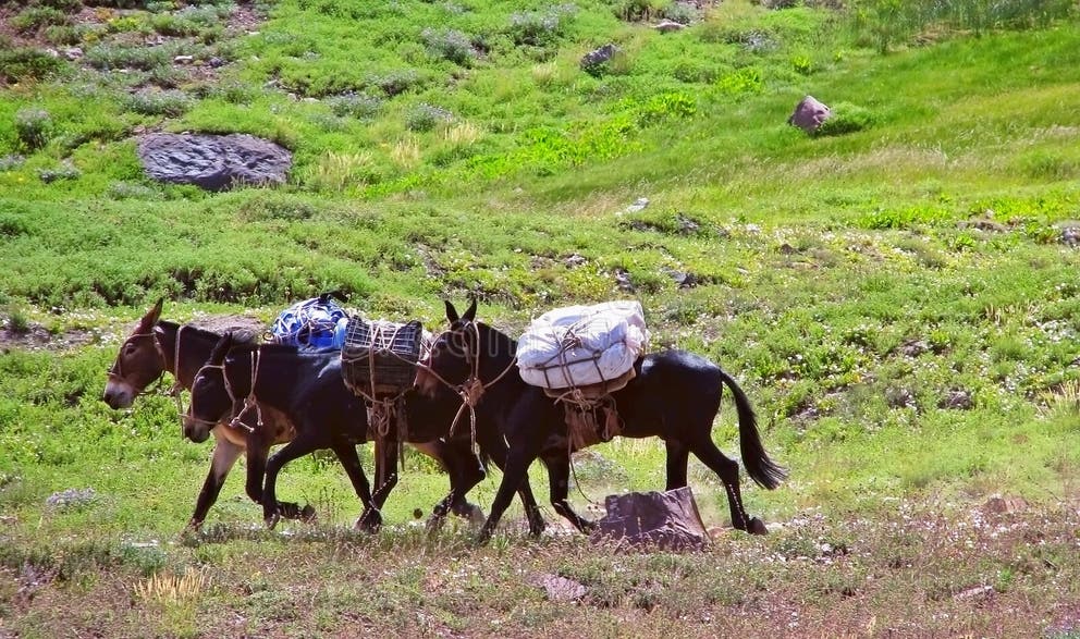 Tres mulas imagen de archivo. Imagen de paisaje, aprovechar - 13475541