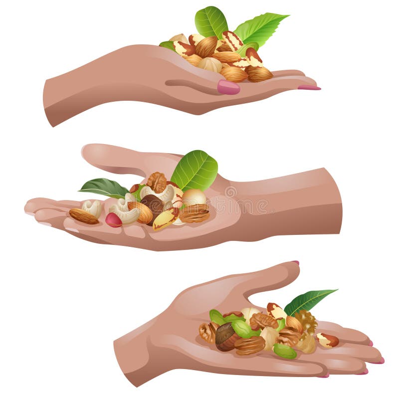 Tres Palmas Con El Lote De Nueces Ilustración del Vector - Ilustración ...