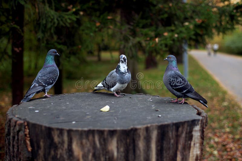 Tres palomas imagen de archivo. Imagen de alimento, enorme - 83930827
