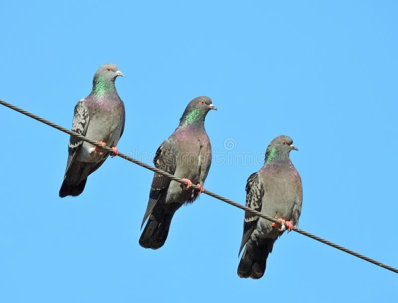 Tres palomas imagen de archivo. Imagen de palomas, cable - 84731593