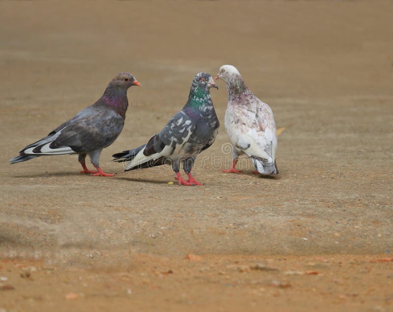 Tres Palomas Encaramadas En Un Cable Foto de archivo - Imagen de tres ...
