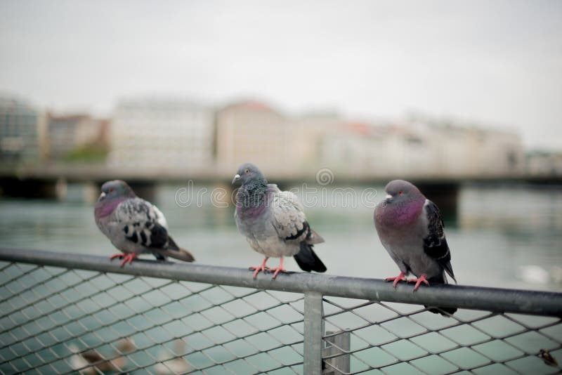 Tres Palomas Sentadas En La Cerca Imagen de archivo - Imagen de tres ...