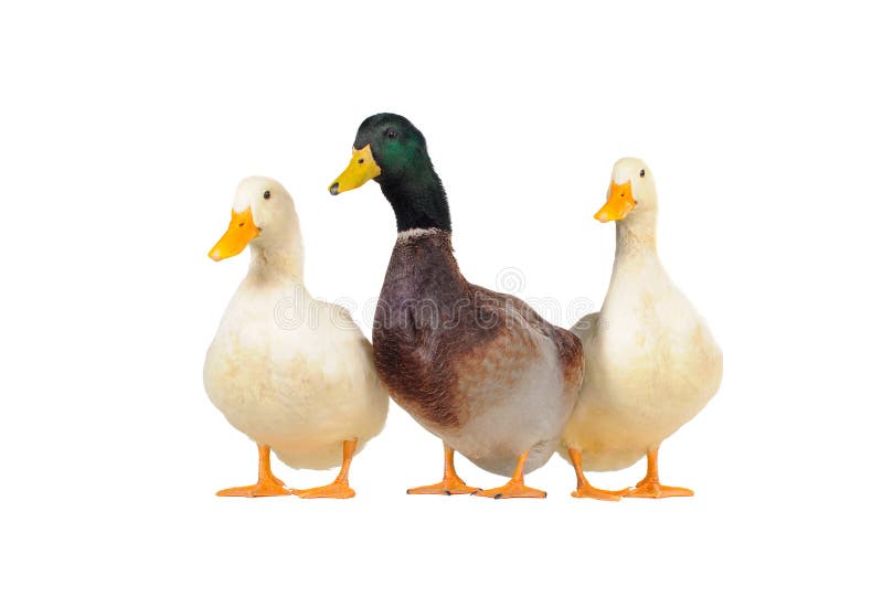 Tres patos imagen de archivo. Imagen de hermoso, hembra - 22877877
