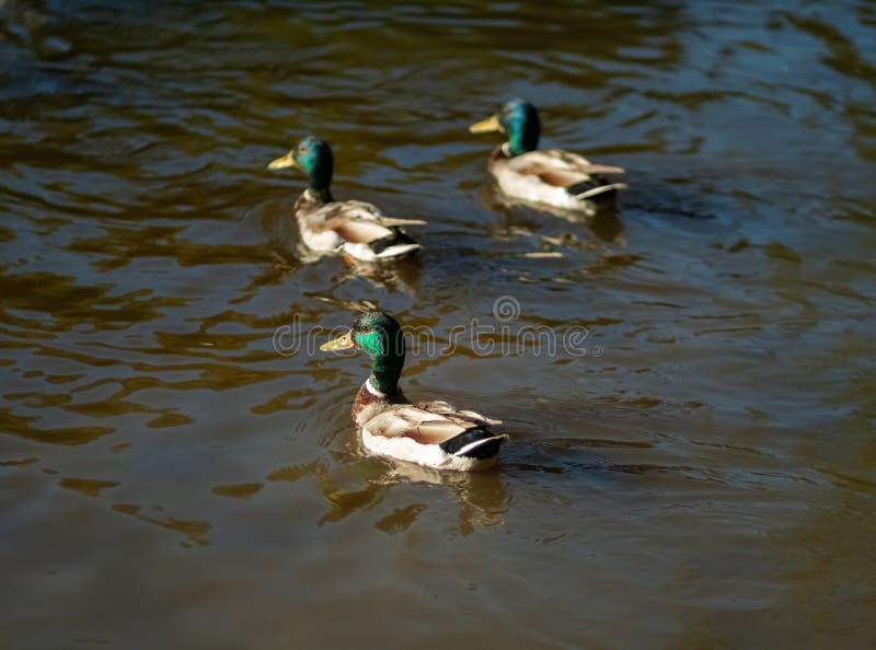 Tres patos del pato macho imagen de archivo. Imagen de resorte - 131585083