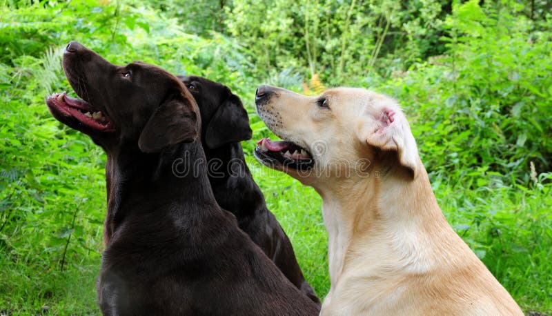 Tres perros imagen de archivo. Imagen de chocolate, dorado - 10234897