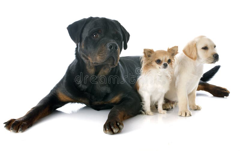 Tres perros imagen de archivo. Imagen de perro, purebred - 39779769