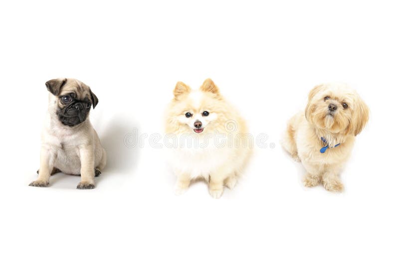 Tres perros imagen de archivo. Imagen de fila, retrato - 39881041