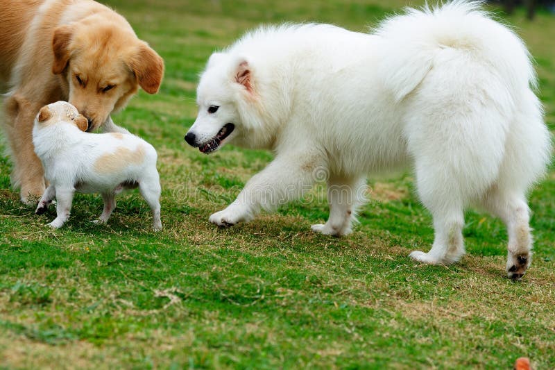 Tres perros imagen de archivo. Imagen de curiosidad, personas - 8977145