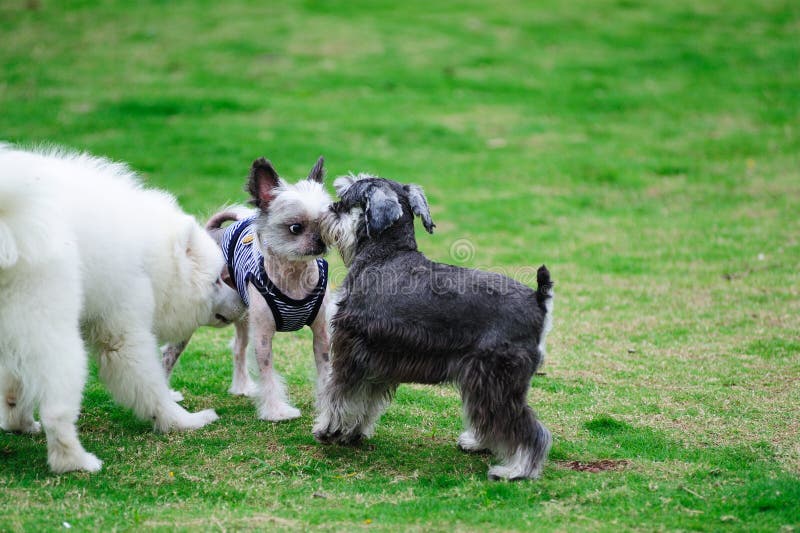 Tres perros imagen de archivo. Imagen de purebred, tres - 9691935