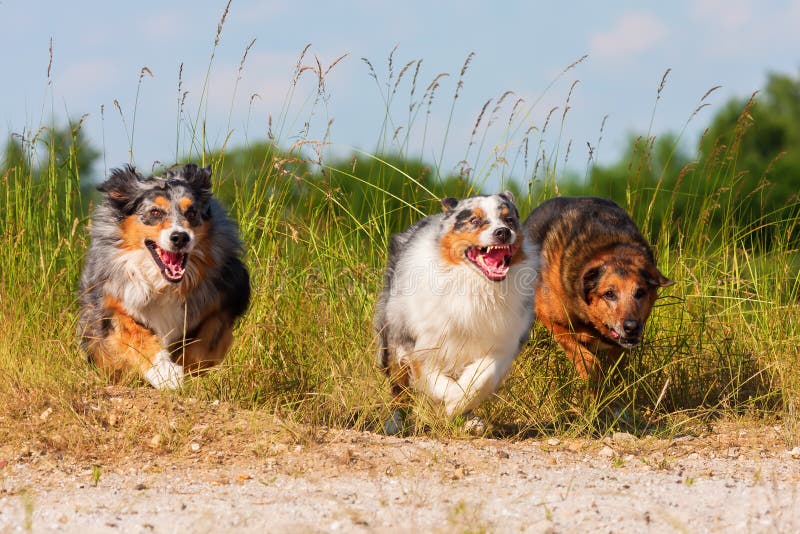 Tres Perros De Pastor Australianos Corrientes Imagen de archivo ...