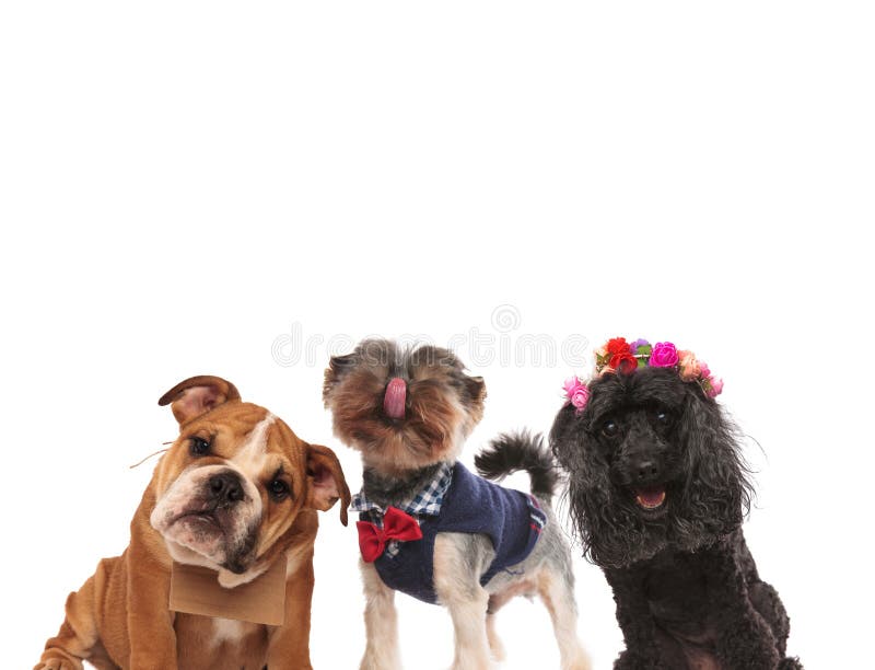 Tres Perros De Perrito Adorables Que Se Unen Imagen de archivo - Imagen ...