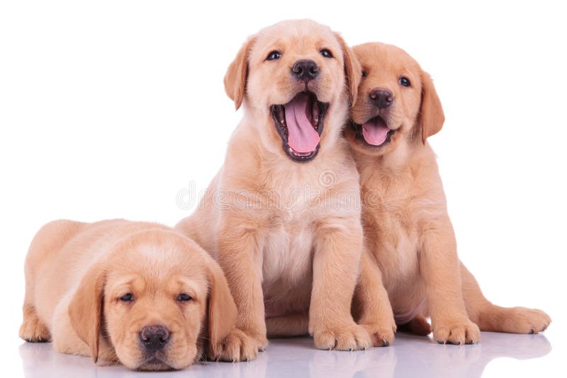 Tres Perros De Perrito Del Labrador Retriever Foto de archivo - Imagen ...