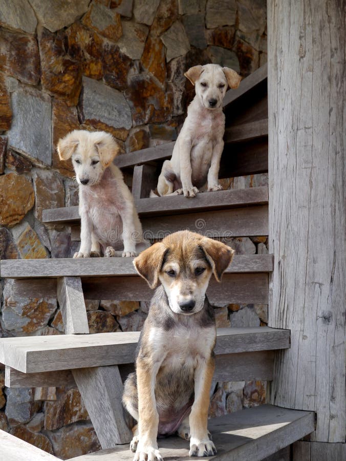 Tres Animales Domésticos Gato Y Perros Imagen de archivo - Imagen de ...