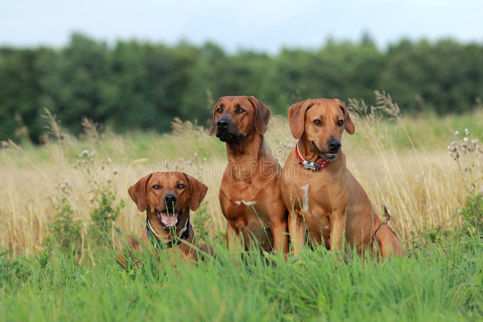Tres Perros Rhodesian Del Ridgeback Foto de archivo - Imagen de perro ...