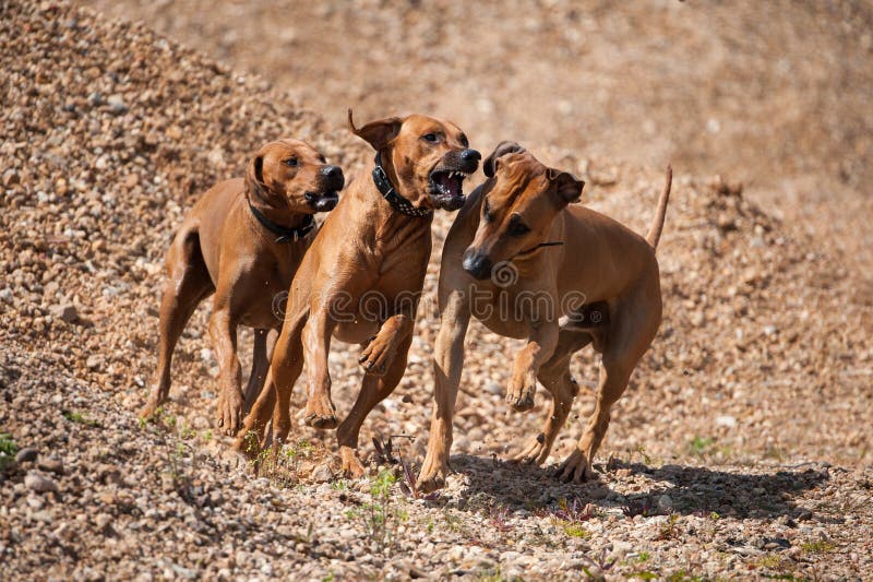 Tres Perros Rodesian De Funcionamiento Del Ridgeback Foto de archivo ...