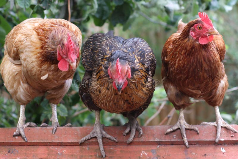 Tres Pollos En Aislante De La Pared En El Fondo Blanco Foto de archivo ...