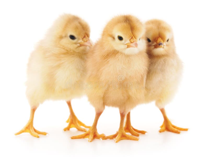 Tres pollos imagen de archivo. Imagen de cubo, bebé, blanco - 73869795