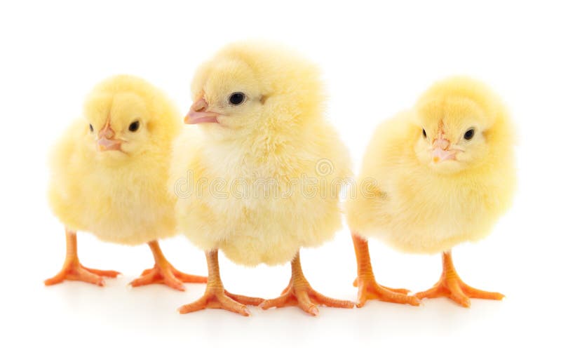Tres pollos amarillos imagen de archivo. Imagen de animal - 120468275